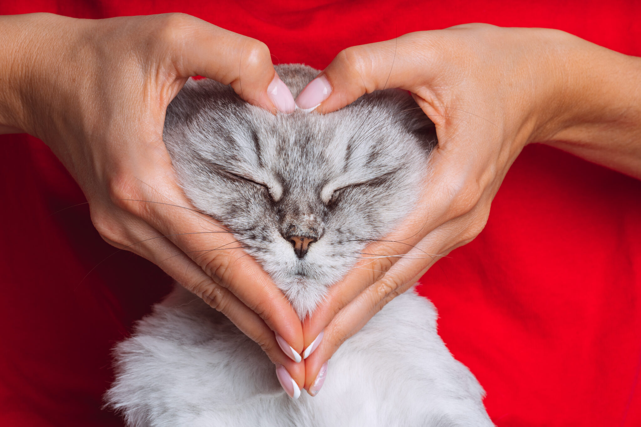 Why do we love cats ? - Proviro Group